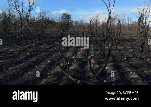 At sunset, the scorched trees and burnt plants reveal the devastating ...