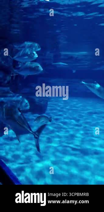 Shark inside tank in Stock Videos & Footage - HD and 4K Video Clips - Alamy