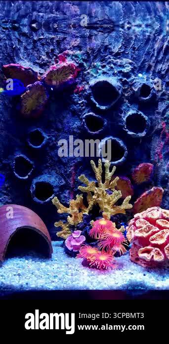 Dory fishes swimming in loops inside an aquarium decorated with ...