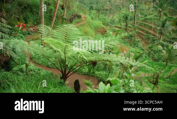 Lush jungle path winds through Stock Videos & Footage - HD and 4K Video ...