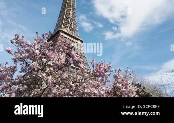 Eiffel Tower with pink and white magnolia spring flowers, Paris, France ...