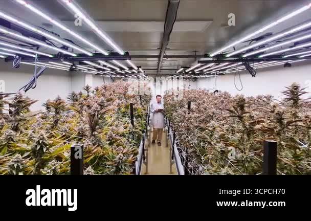 Indoor cannabis cultivation facility with rows of mature plants under ...