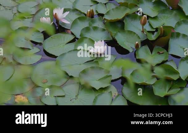 White water lilies float on a pond surface surrounded by wide green ...