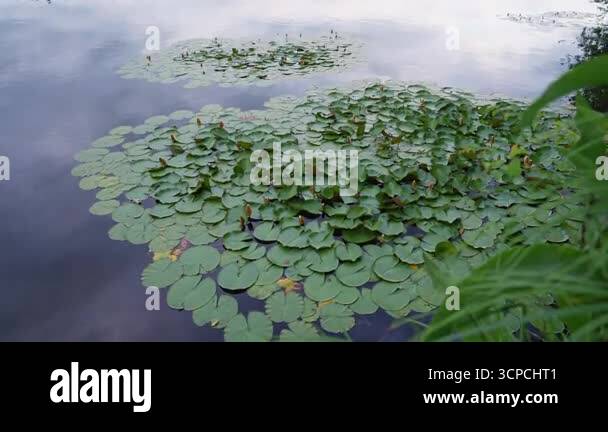 Water lily leaves closed Stock Videos & Footage - HD and 4K Video Clips ...
