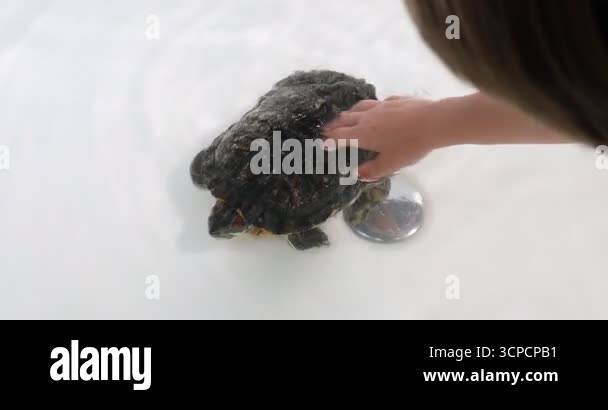 Mother and son touching turtle which crawling in white sink of water ...