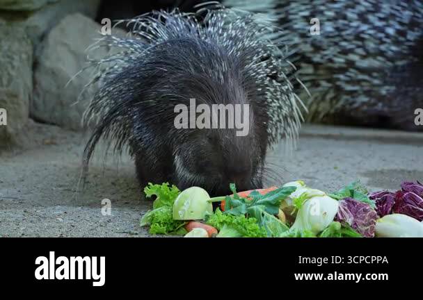 The Indian crested Porcupine, Hystrix indica or Indian porcupine is a ...