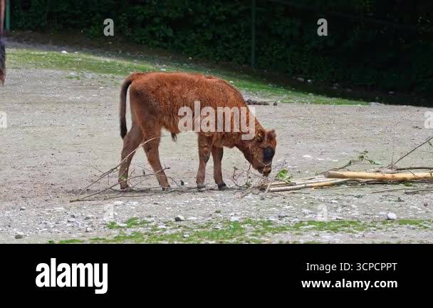 Baby Aurochs, Heck cattle, Bos primigenius taurus, claimed to resemble ...