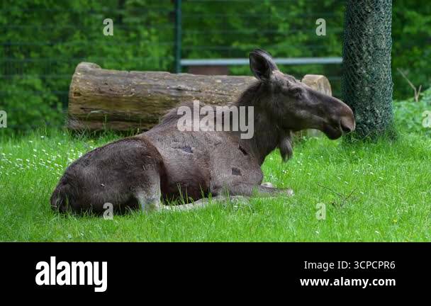 The moose or elk, Alces alces is the largest extant species in the deer ...