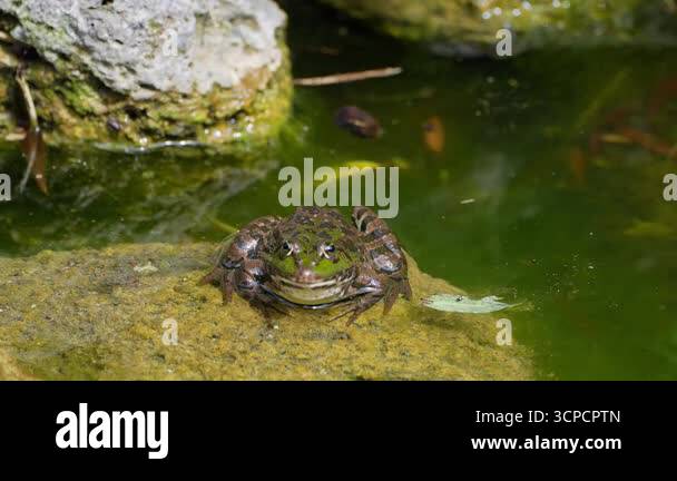 Common frog, Rana temporaria, single reptile croaking in water, also ...