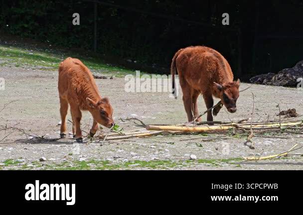 Baby Aurochs, Heck cattle, Bos primigenius taurus, claimed to resemble ...