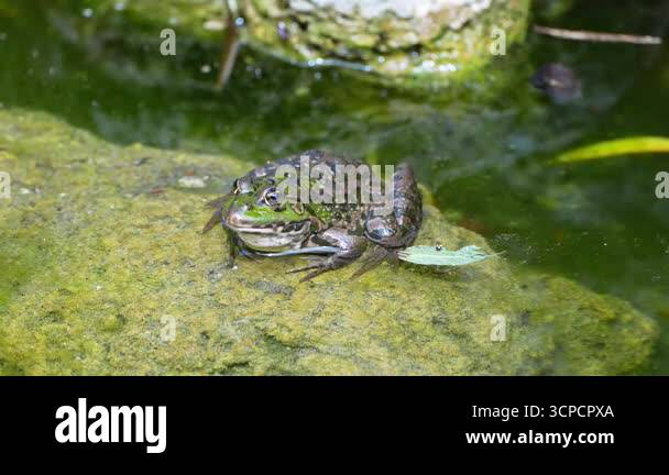 Common frog, Rana temporaria, single reptile croaking in water, also ...