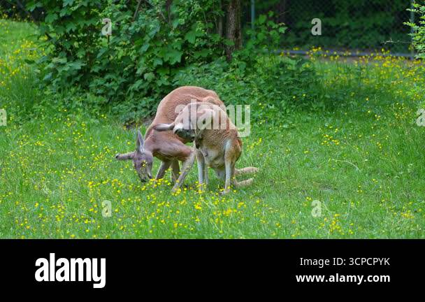 The red kangaroo, Macropus rufus is the largest of all kangaroos, the ...