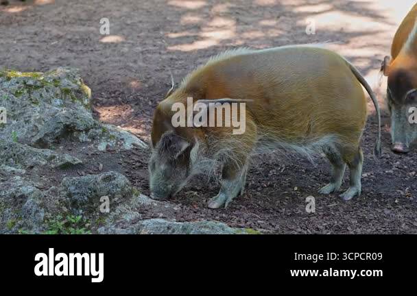 Red river hog, Potamochoerus porcus, also known as the bush pig. This ...