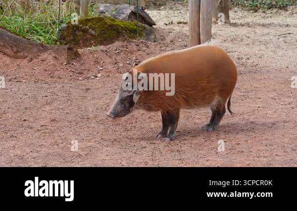 Red river hog, Potamochoerus porcus, also known as the bush pig. This ...