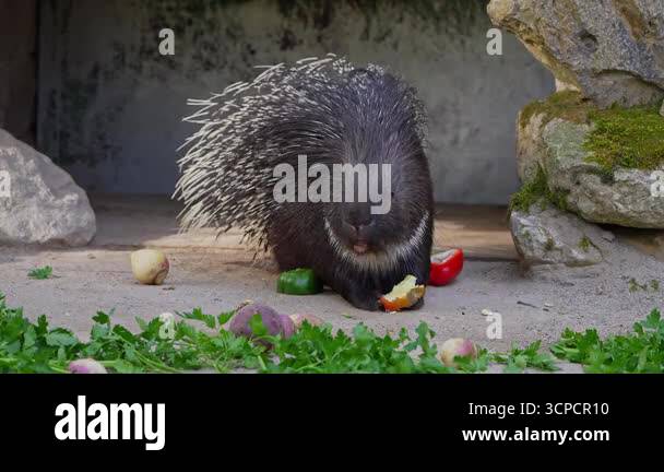 The Indian crested Porcupine, Hystrix indica or Indian porcupine is a ...