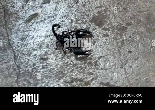 The Asian giant scorpion.black hard shell .Heterometrus species,showing ...