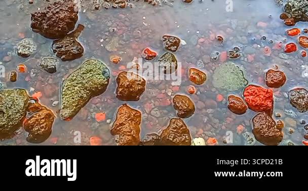 A close-up shot of a puddle with colorful wet rocks and pebbles. Gentle ...