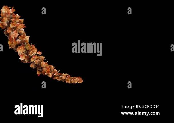 Autumn Leaf Transition - Leaves Reveal for Logo or Text with Alpha ...