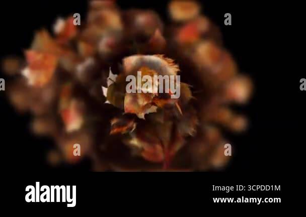 Autumn Leaves Flying - Fall Leaf Follow Along Path on black background ...