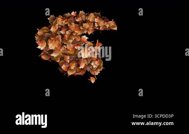 Autumn Leaf Transition - Leaves Reveal for Logo or Text with Alpha ...