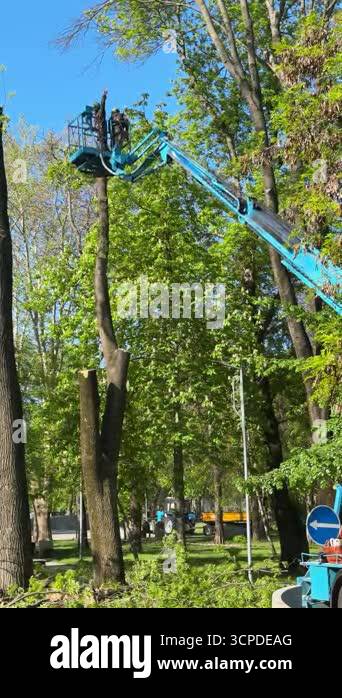 Arborists on boom lift pruning tall tree in park Stock Video Footage ...