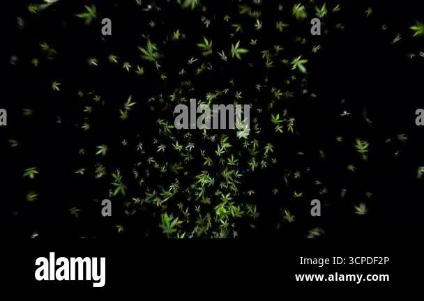 Cannabis Explosion. Animation of green marijuana leaves exploding like ...