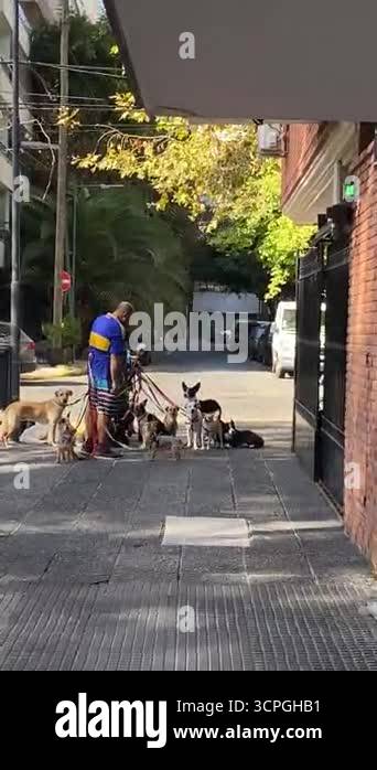 Child afraid of dog Stock Videos & Footage - HD and 4K Video Clips - Alamy