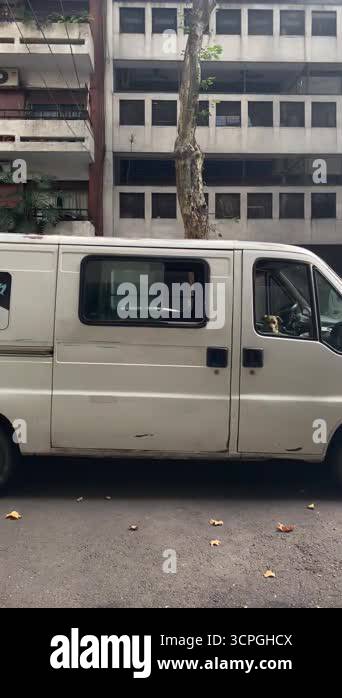 White van dogs inside on Stock Videos & Footage - HD and 4K Video Clips ...
