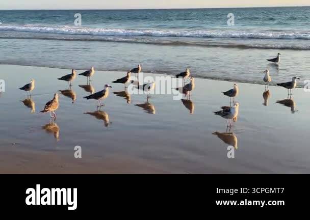 Seagulls flying and standing on sandy beach at sunset, reflections in ...