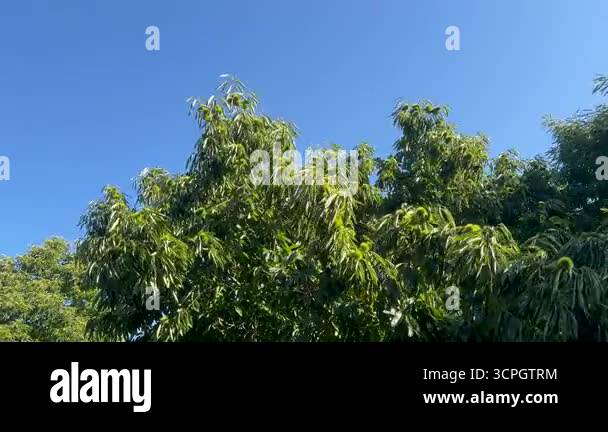 A light breeze moves the branches of a chestnut tree laden with fruit ...