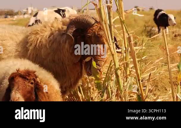 Ram, sheep grazing tall grasses and yellow corn stalks, rubbing its ...