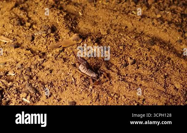 A scorpion cautiously searches for insects in a sheep pen, fleeing ...