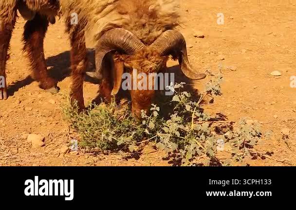 Syrian Awassi ram grazing in the desert, at the end of the scene uses ...