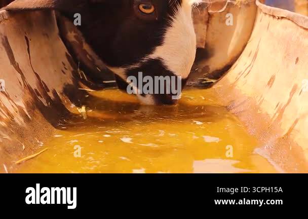 A goat drinks from a trough with little stagnant water covered by algae ...