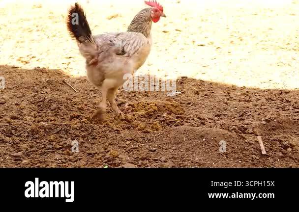 A rural chicken pecks at cow dung to find undigested grains. A natural ...