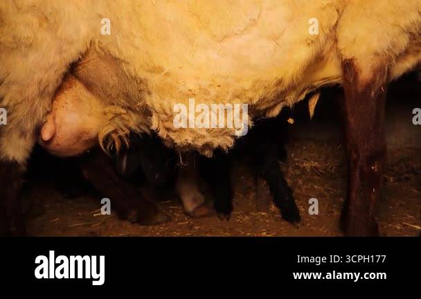 Veterinarian palpating an abdominal hernia in a sheep during clinical ...