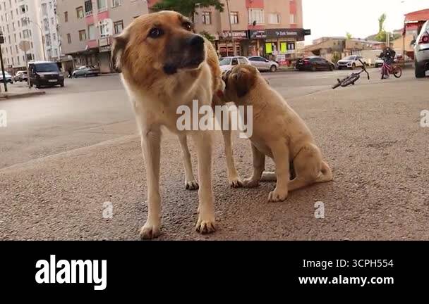 Stray mother dog nurses and cares for her puppy on a city street. This ...