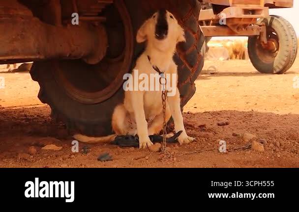 Young shepherd puppy barking under a truck for shade, guarding sheep in ...