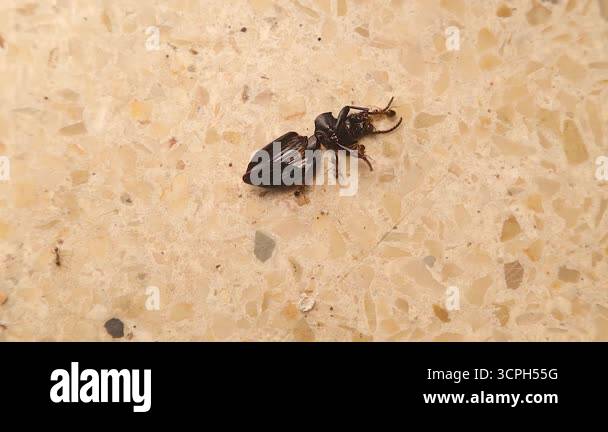 Two ant species compete over a dead beetle on garden tiles. A larger ...