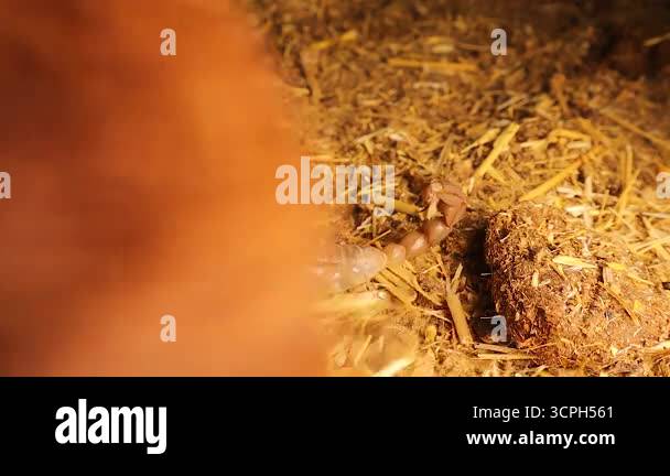 Middle east insects Stock Videos & Footage - HD and 4K Video Clips - Alamy