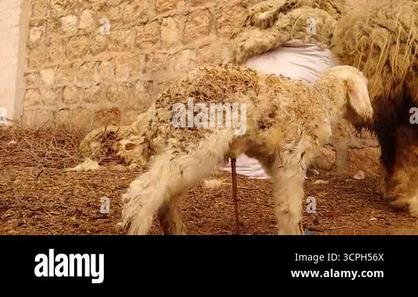Emotional farm scene of mother sheep calling newborn lamb, umbilical ...