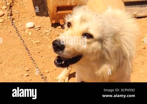 Fierce guard dog barking aggressively at a stranger near the house ...