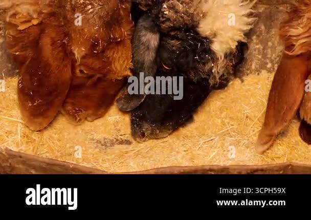 Close-up of sheep eating hay, showing their unique feeding behavior ...