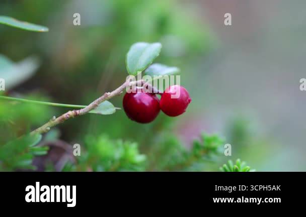 red berries in the garden Stock Video Footage - Alamy