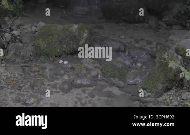 beautiful waterfall in the forest Stock Video Footage - Alamy