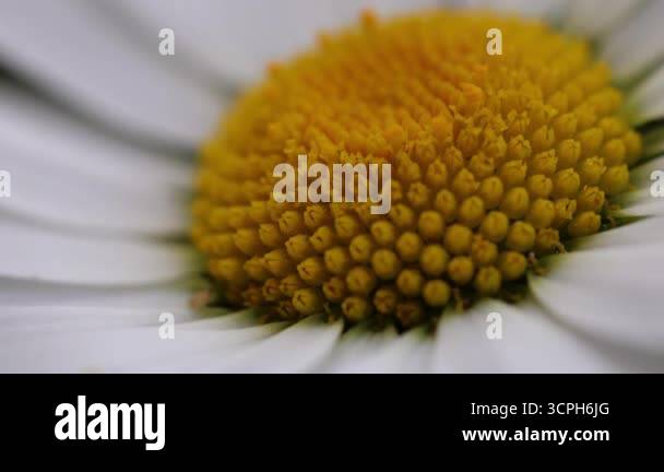 Macro shot daisy flower Stock Videos & Footage - HD and 4K Video Clips ...