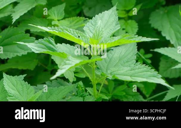 Close-Up of Wild Nettle Plant Growing Naturally in a Green Forest Stock ...