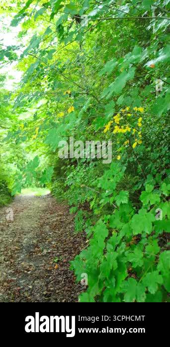 Wild Alpine Forest, Enchanted Alpine Wilderness, Vertical Slow Motion ...