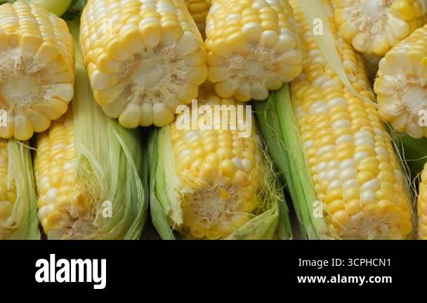 Close-up of fresh raw corn cobs with kernels and husks Stock Video ...