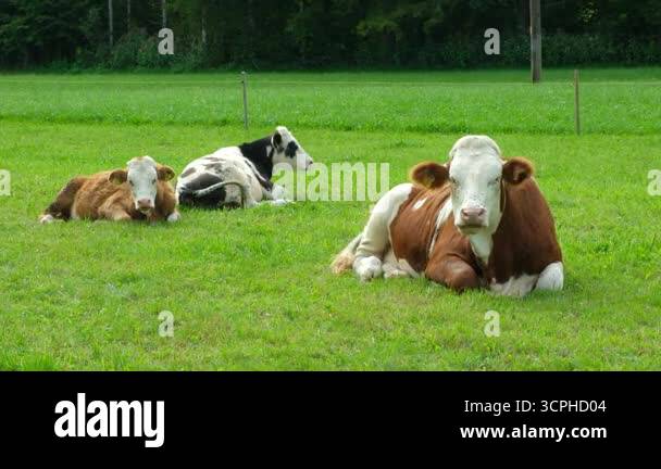 Dairy Cows Resting and Grazing in Scenic Summer Pasture Slow Motion ...